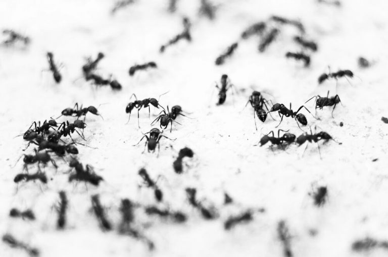 10 utrolige fakta om maur som vil forbløffe deg – fra overmenneskelig ...